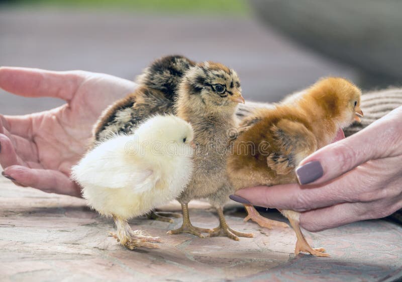 Chicks, , young chickens stock image. Image of fowl - 126081273