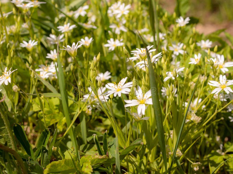 Chickweed Flowers and Grass Stock Photo - Image of chickweed, plant ...