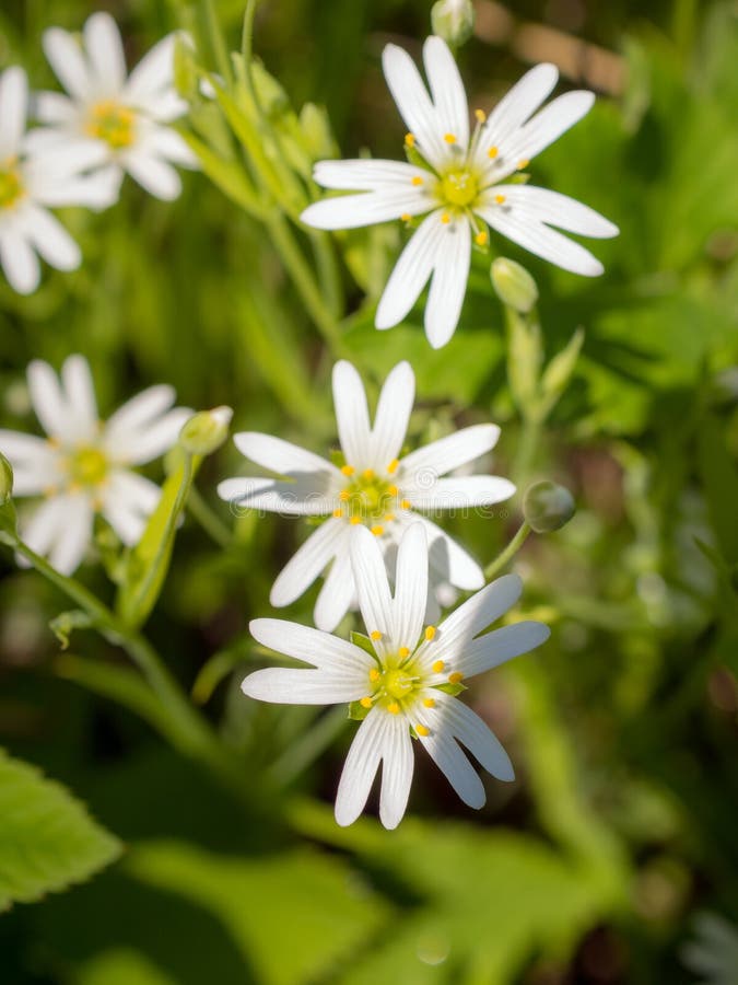 Chickweed Flowers in Spring Stock Photo - Image of growth, closeup ...