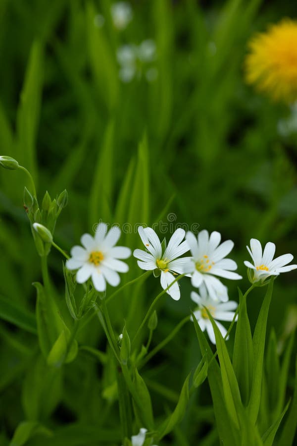 Chickweed Lanceolate Spring Flowers Landscape Stock Image - Image of ...