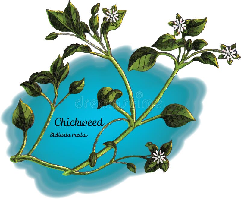 Chickweed stock vector. Illustration of plant, botanical - 62656231
