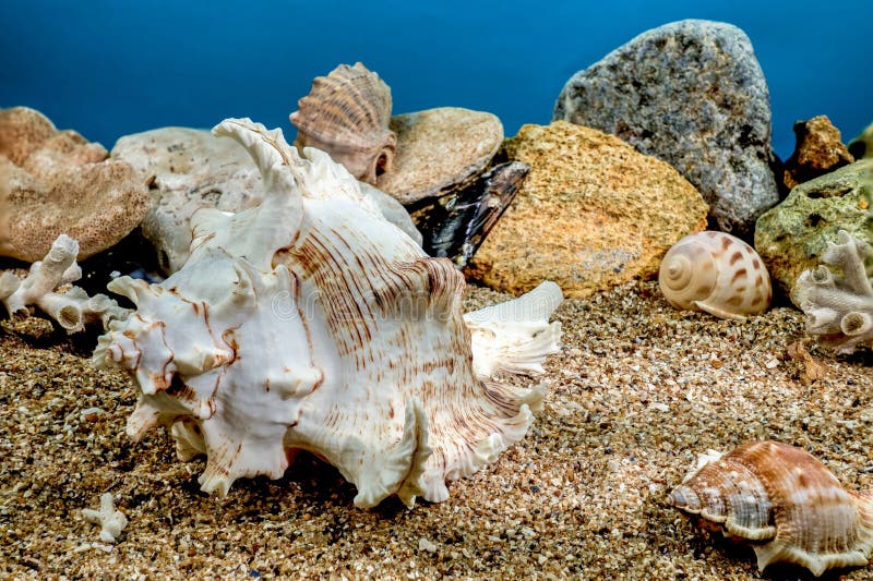 Chicoreus Ramosus Murex Seashell Underwater Stock Image - Image of ...