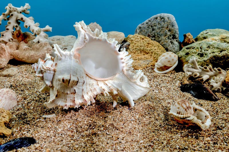 Chicoreus Ramosus Murex Seashell Underwater Stock Photo - Image of ...