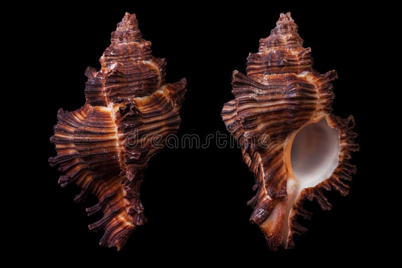 Chicoreus cichoreum stock photo. Image of gastropoda - 188590624