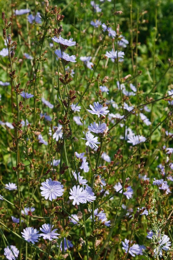 Chicory Field stock photo. Image of field, nature, leaf - 12044144