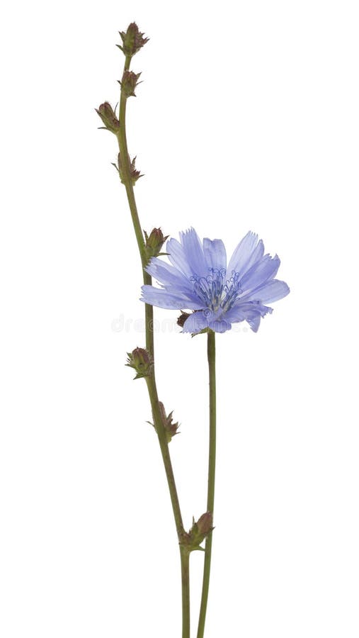 Chicory stock photo. Image of plant, wild, green, endive - 32929460