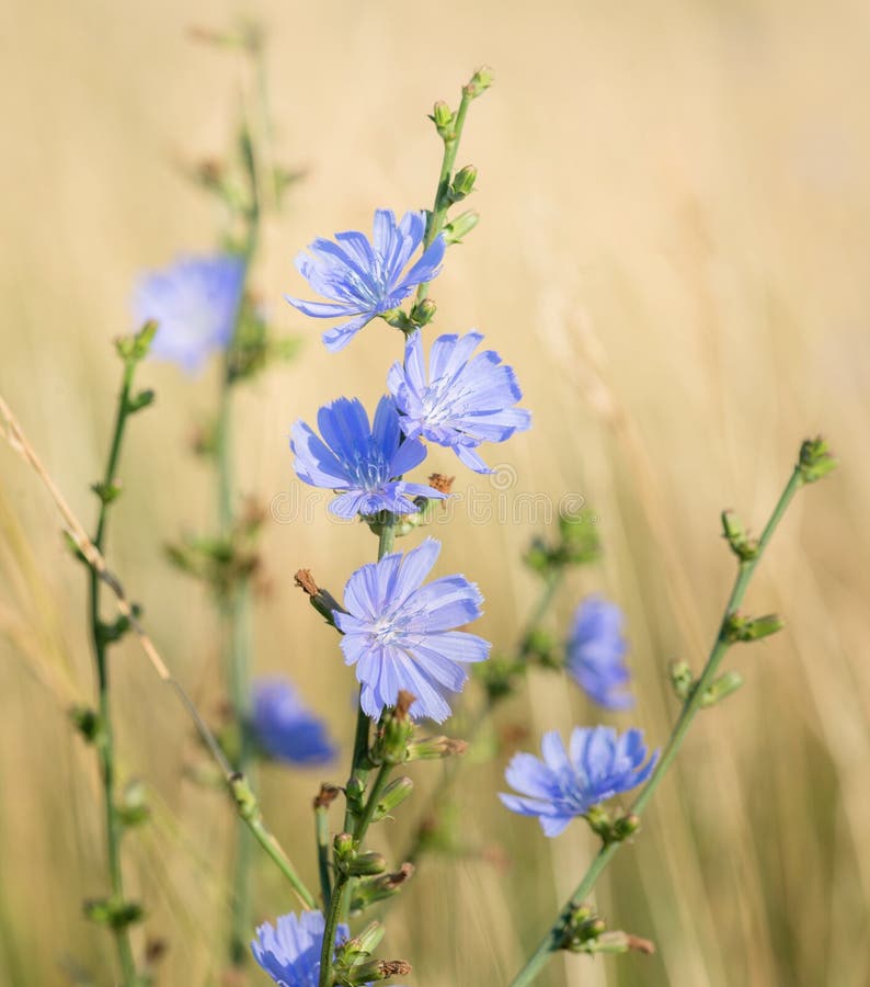 Chicory on the Background of a Wheat Field Stock Photo - Image of ...