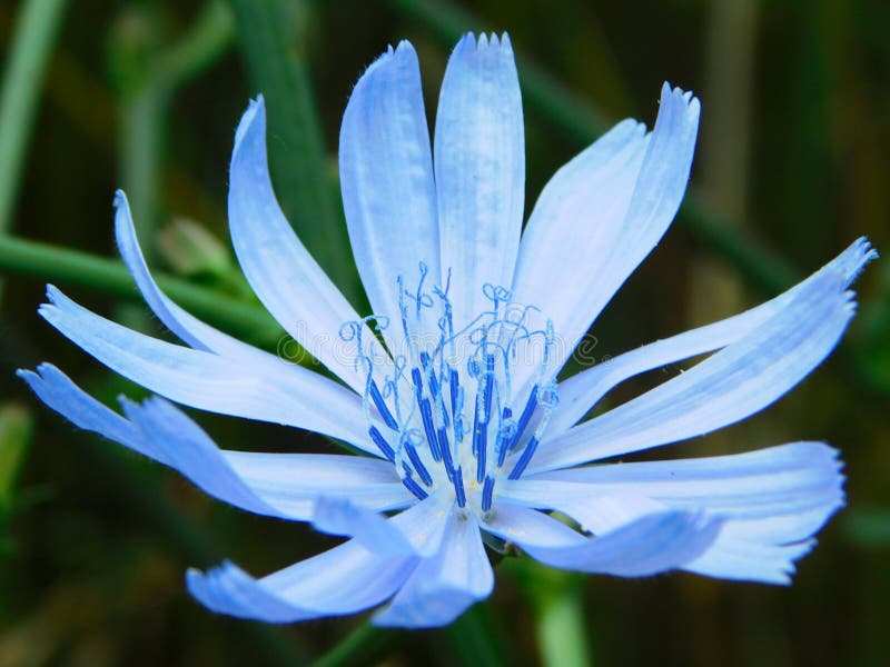 Chicory Blue Flower on Macro in Wild Stock Image - Image of herb, wild ...