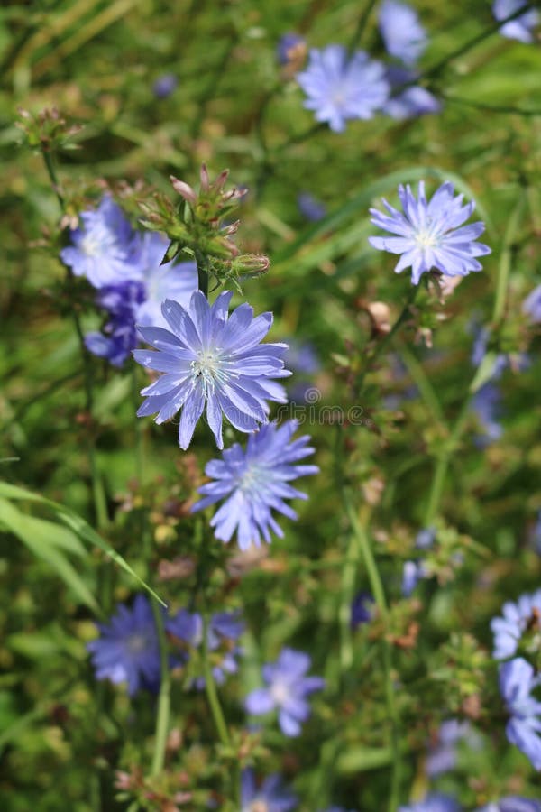 Chicory stock photo. Image of blue, reeds, bisexual, meadow - 75865024