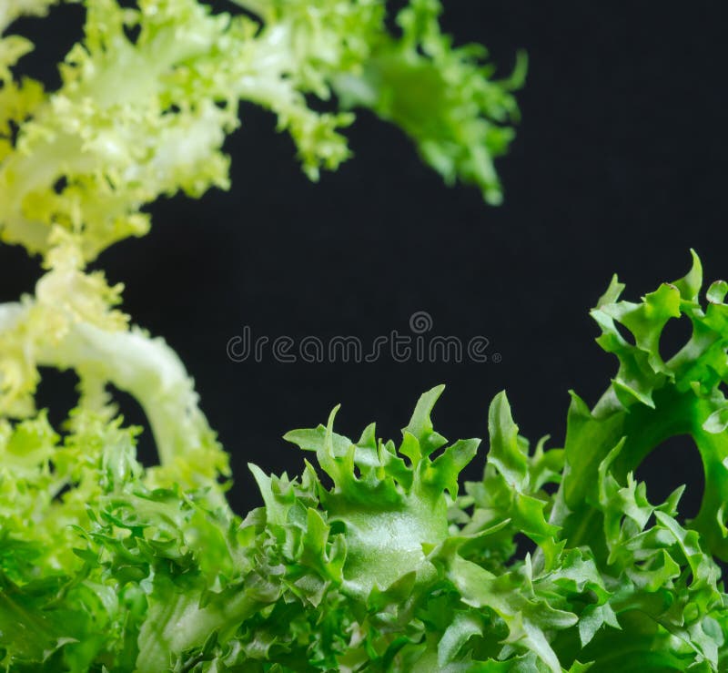 Chicory - Cichorium endive stock photo. Image of bitter - 31943016