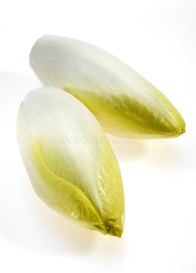 Chicory, Cichorium Endivia Against White Background Stock Photo - Image ...
