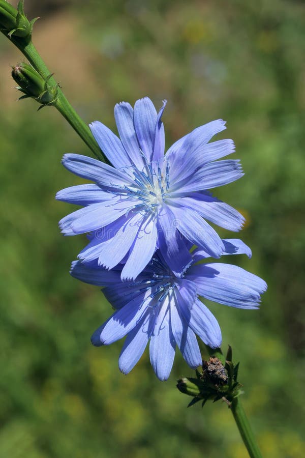 Wild Chicory stock image. Image of intybus, blueweed, wild - 95775
