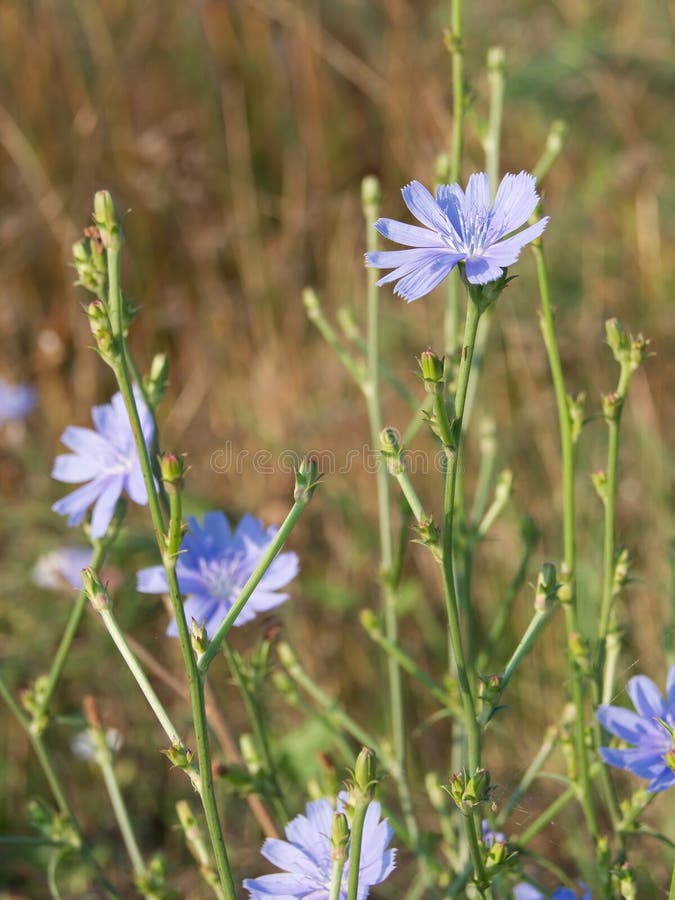 Chicory (Cichorium Intybus) Stock Image - Image of field, beauty: 58632583