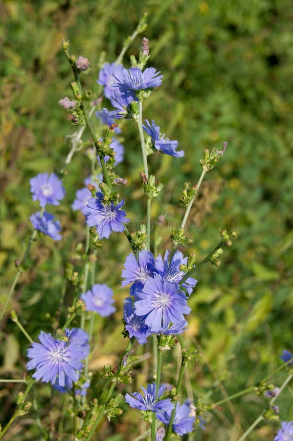Chicory (Cichorium Intybus) Stock Photo - Image of season, wild: 74432034