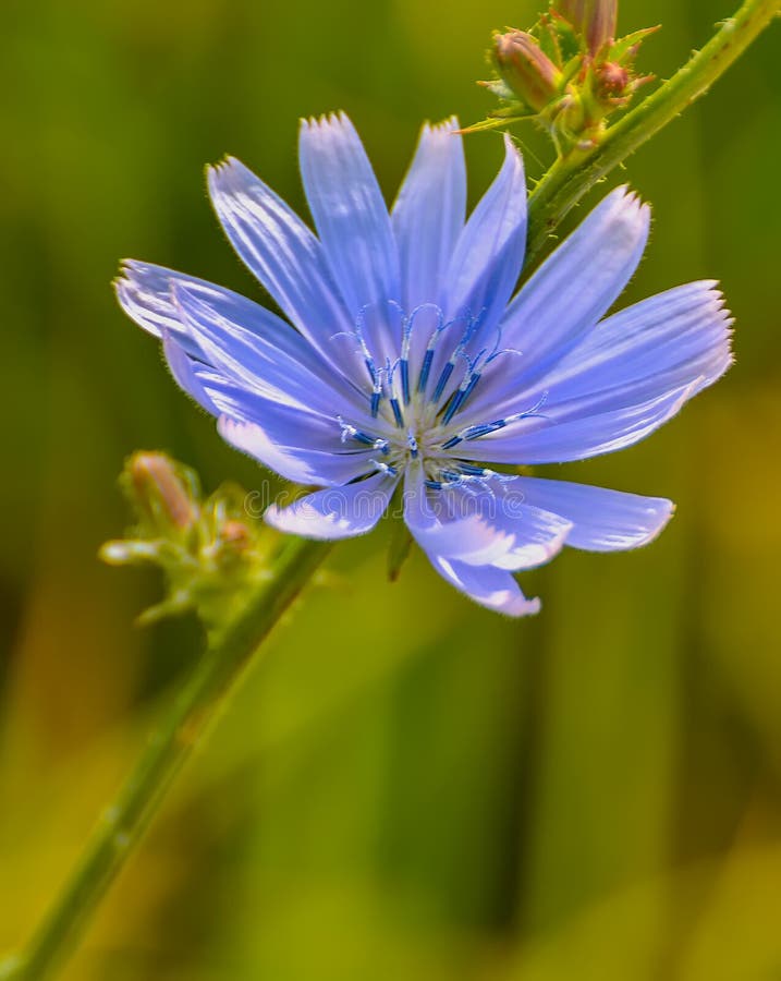 Chicory is a Complex-colored Perennial Plant with Spindle-shaped and ...