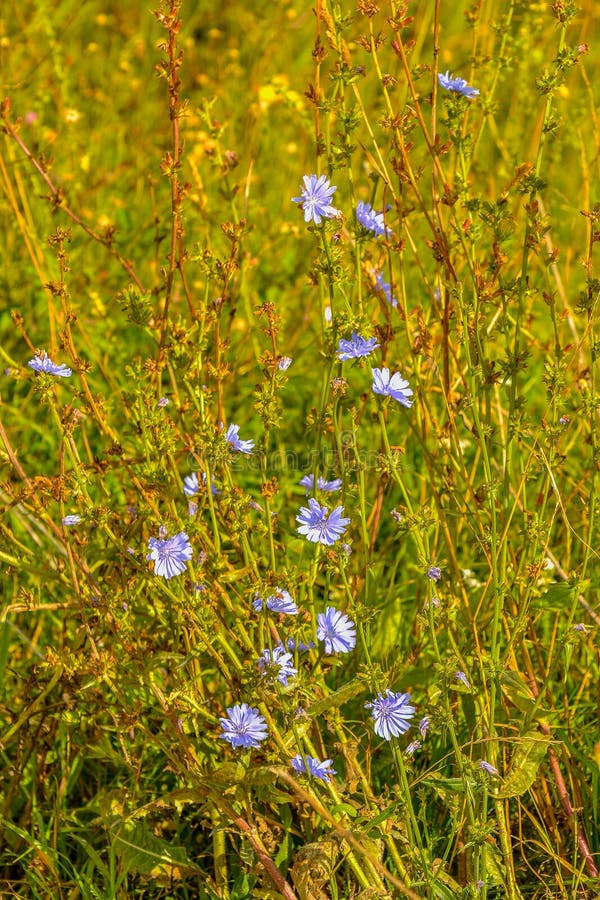 Chicory is a Complex-colored Perennial Plant with Spindle-shaped and ...