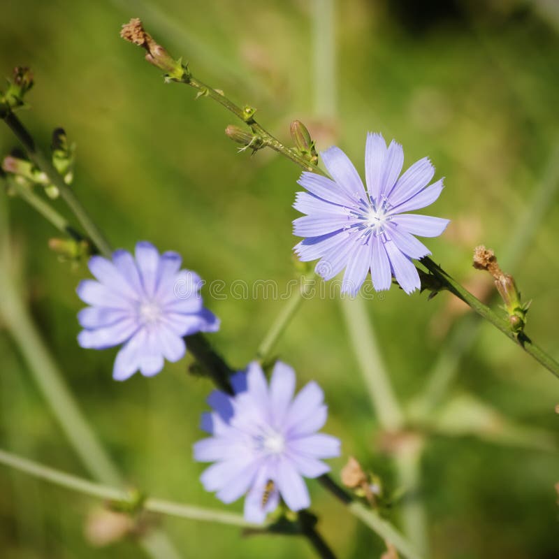Chicory Flower stock image. Image of nature, season, closeup - 42723647