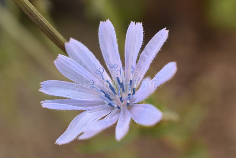 Chicory flower stock image. Image of blossoms, blossom - 90219209