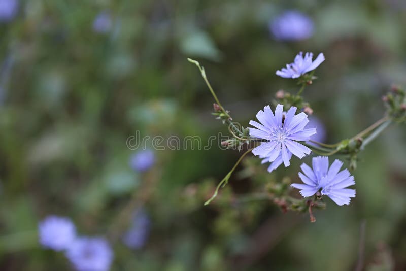 Chicory Flower in the Field. Soft Selective Focus Stock Image - Image ...