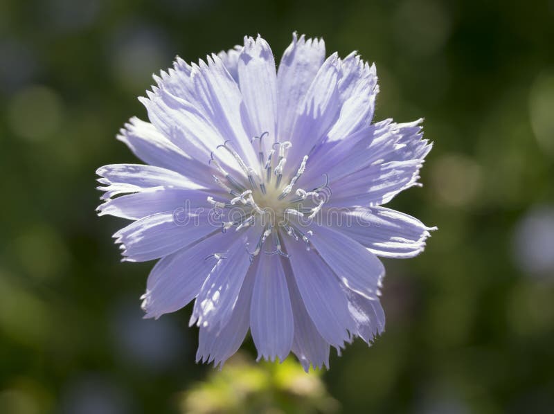 Chicory Flower in Nature. Cichorium Intybus. Stock Photo - Image of ...