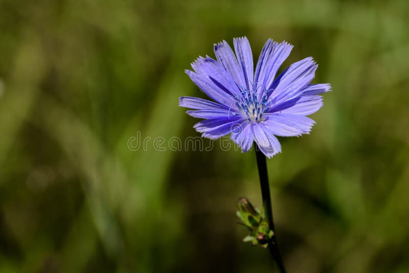 Chicory flower stock photo. Image of color, meadow, fascinating - 74147434