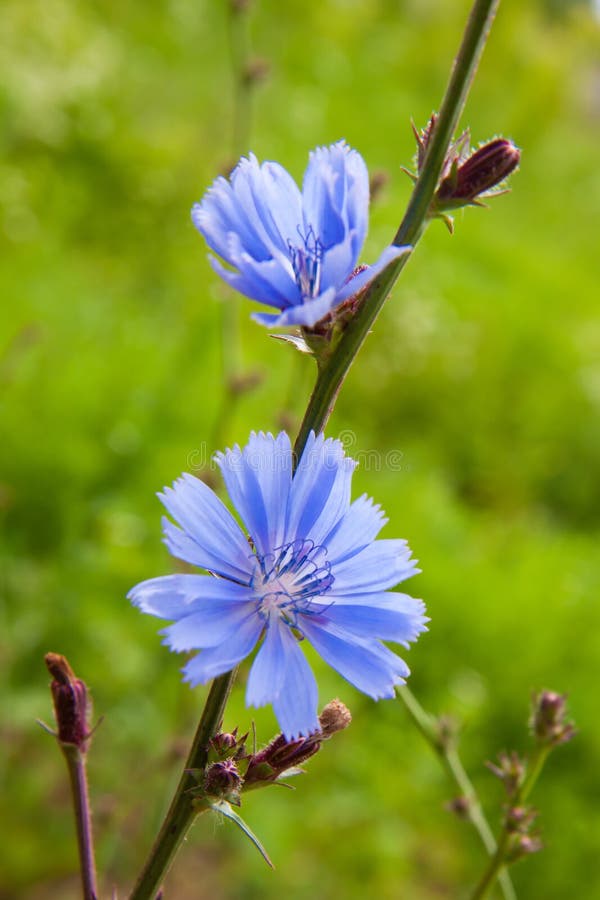 Wild Chicory stock image. Image of intybus, blueweed, wild - 95775