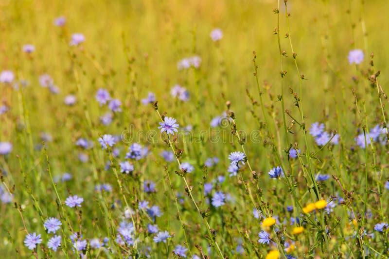 Chicory Field. Common Chicory or Cichorium Intybus Flowers Blossom ...