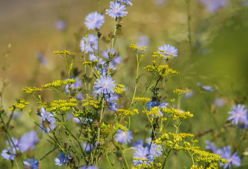 Chicory Field. Common Chicory or Cichorium Intybus Flowers Blossom ...