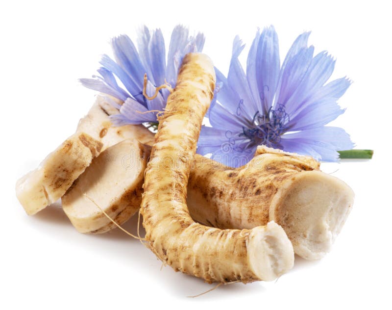 Chicory Flowers and Roots Close Up on the White Background Stock Image ...