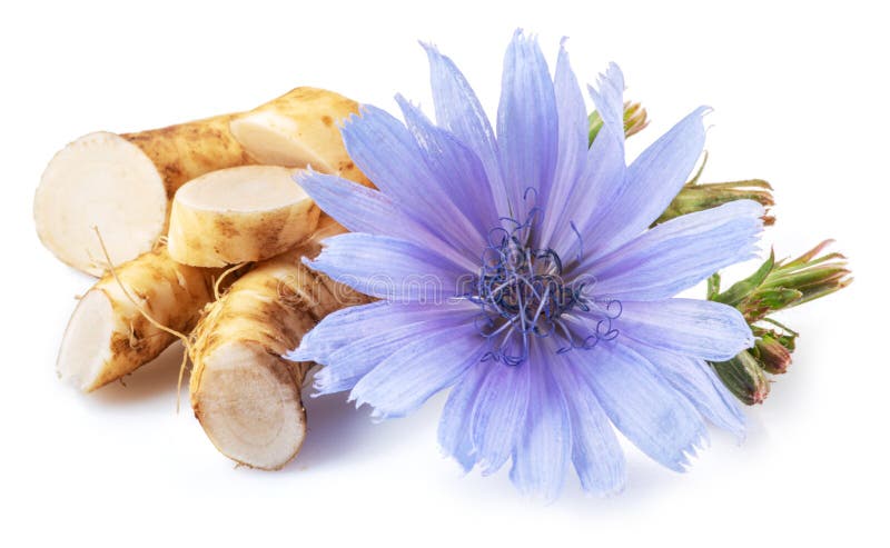 Chicory Flowers and Roots Close Up on the White Background Stock Image ...