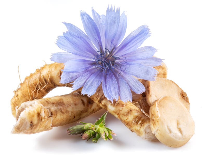 Chicory Flowers and Roots Close Up on the White Background Stock Photo ...