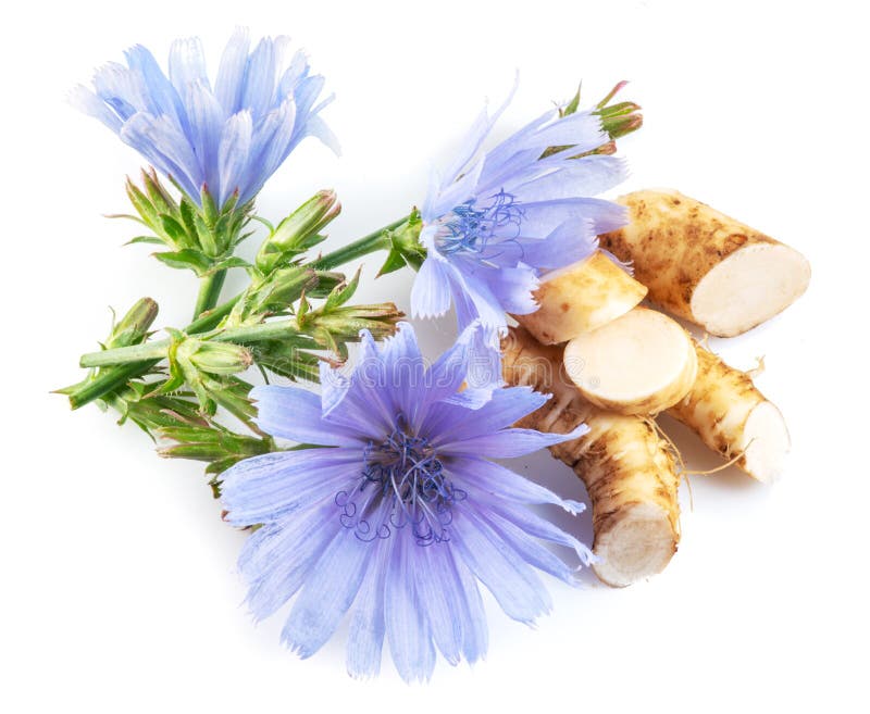 Chicory Flowers and Roots Close Up on the White Background Stock Photo ...