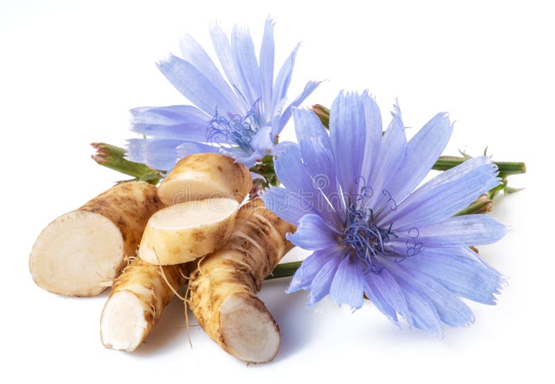 Chicory Flowers and Roots Close Up on the White Background Stock Image ...