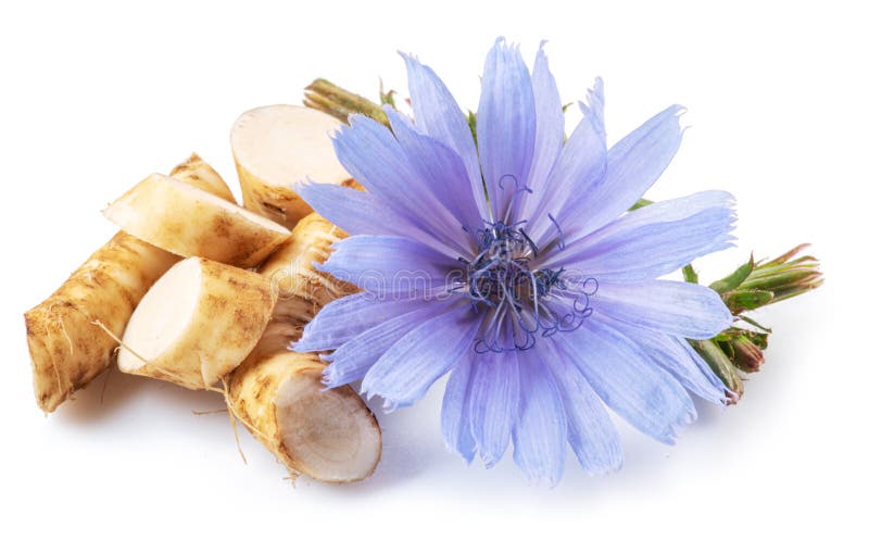 Chicory Flowers and Roots Close Up on the White Background Stock Photo ...