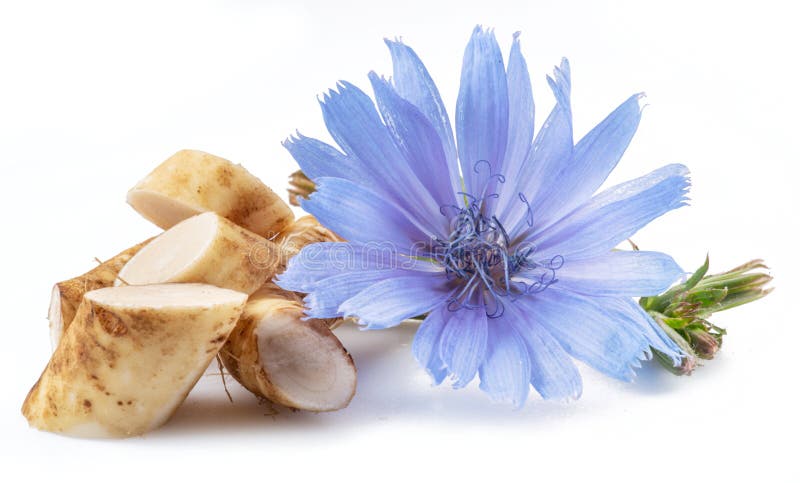 Chicory Flowers and Roots Close Up on the White Background Stock Image ...