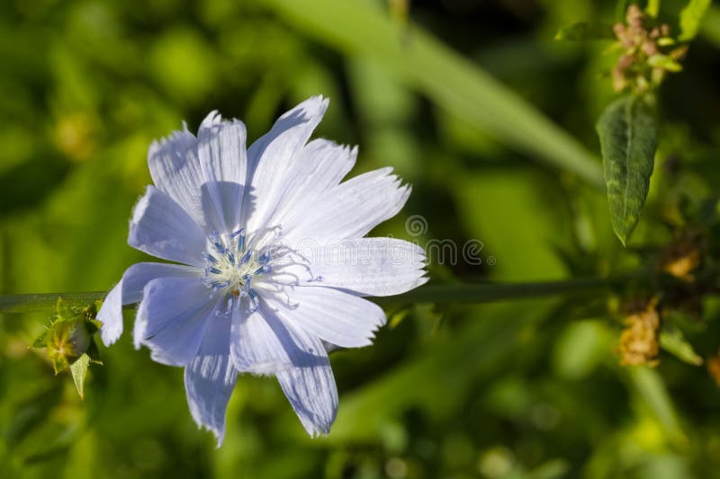 Common chicory flower stock photo. Image of inflorescence - 128598848