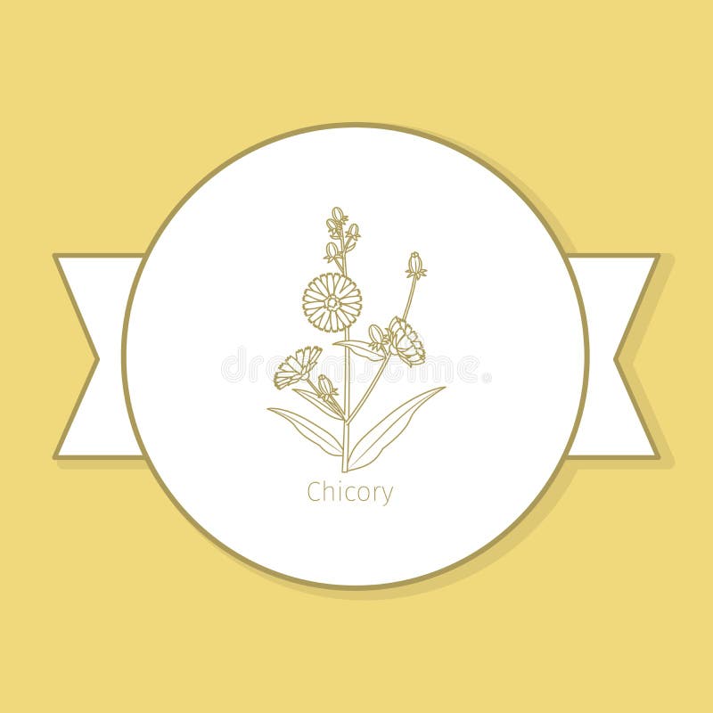 Chicory Medicine Plant in Circle Shape Stock Vector - Illustration of ...