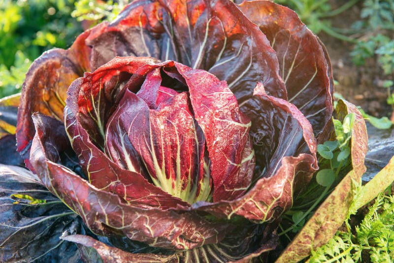 Chicory in the Middle of the Earth Stock Photo - Image of freshness ...
