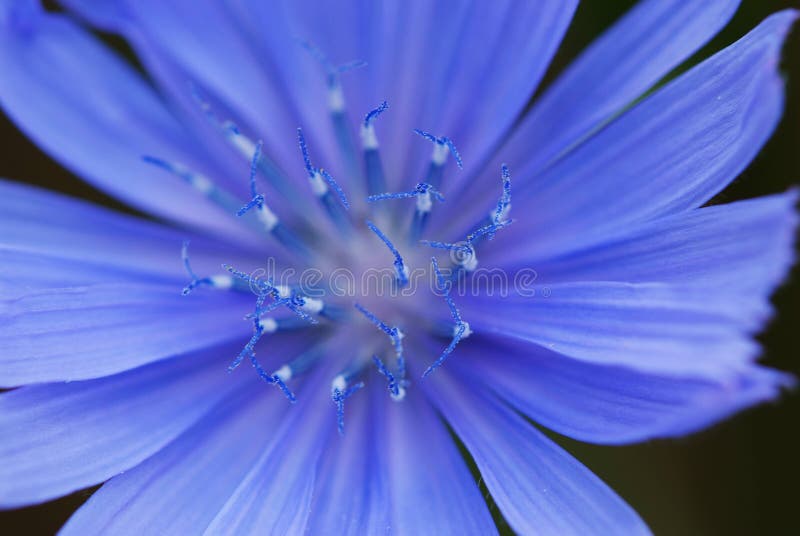 Chicory, succory stock image. Image of life, cichorium - 14120415