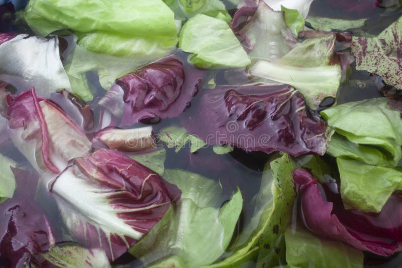 Chicory in Clear Washing Water Stock Image - Image of healthy ...