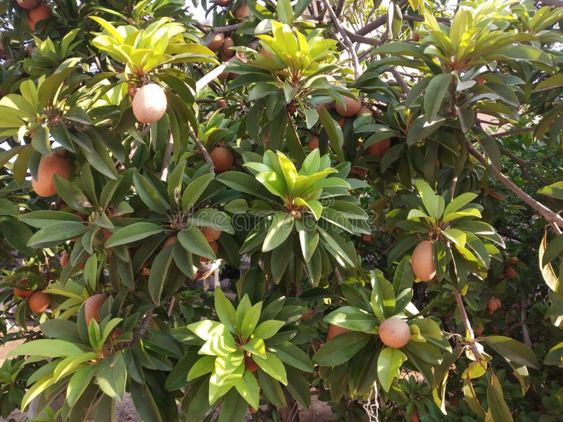 Chicu Fruit at Chiku Tree stock photo. Image of chiku - 184677742