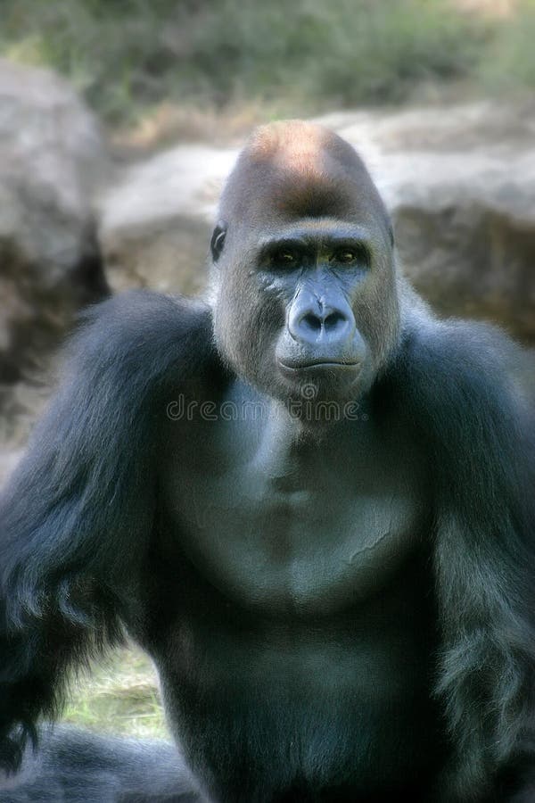 Chief. stock image. Image of east, safari, leader, nature - 2460361