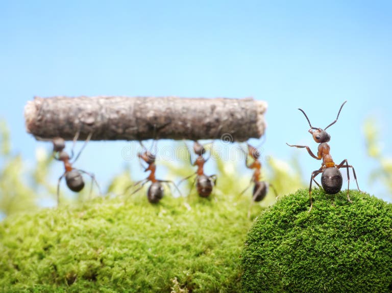 8,538 Teamwork Ants Stock Photos - Free & Royalty-Free Stock Photos ...