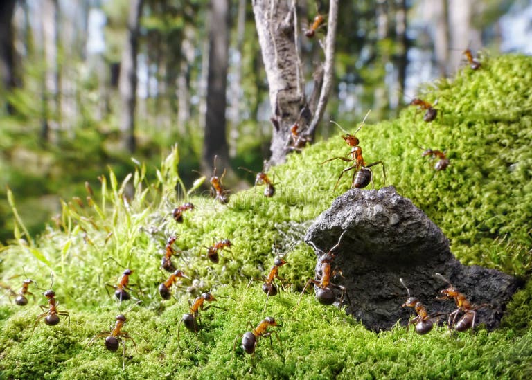 Chief of Red Ants and His People Stock Image - Image of ants, animals ...