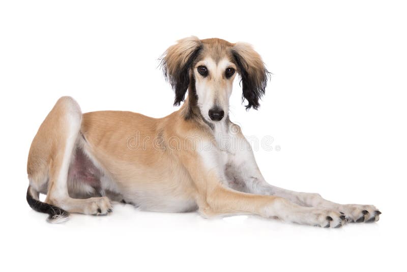 Chiot Adorable De Saluki Se Reposant Sur Le Blanc Image stock - Image ...