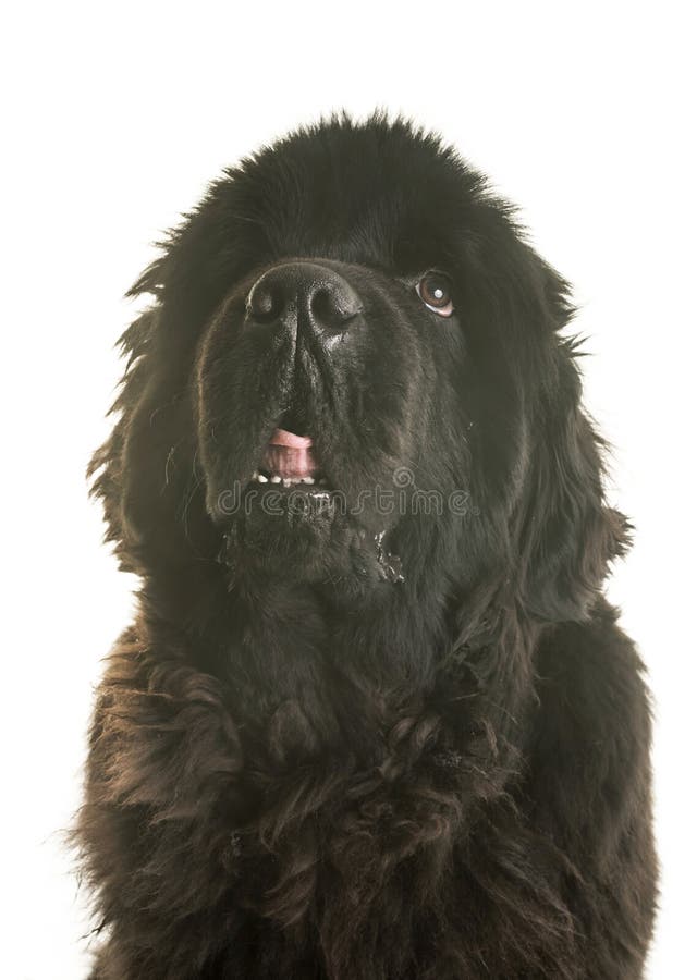 Terre-Neuve adulte image stock. Image of animal, jeune - 89429179