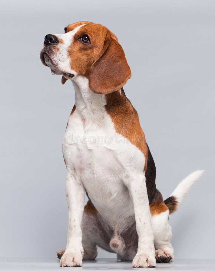 Chien Assis Dans Le Beagle Du Studio Photo stock - Image du crabot ...