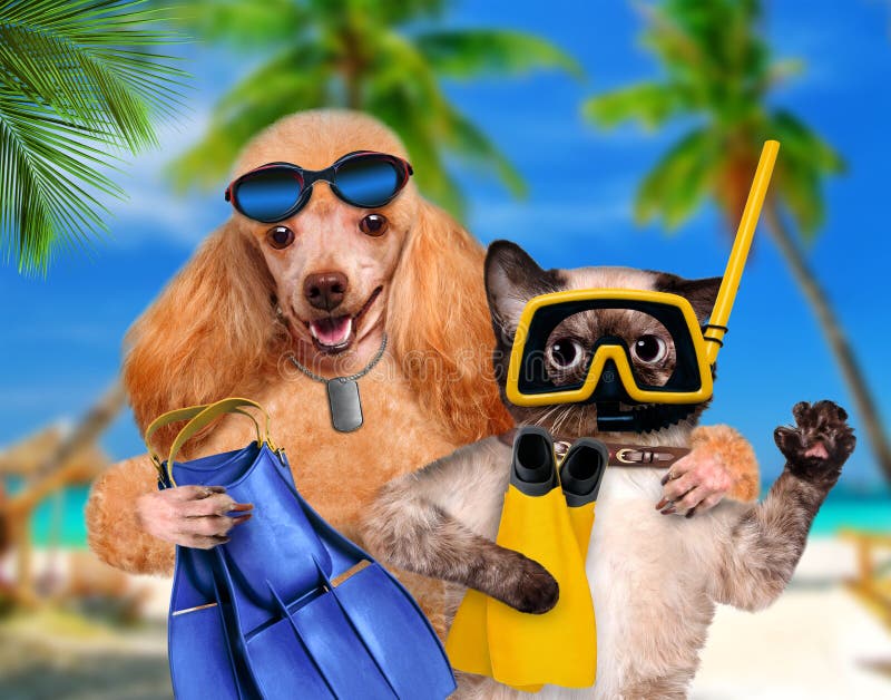 Chien Avec Le Plongeur De Chat Photo stock - Image du animal, glaces ...