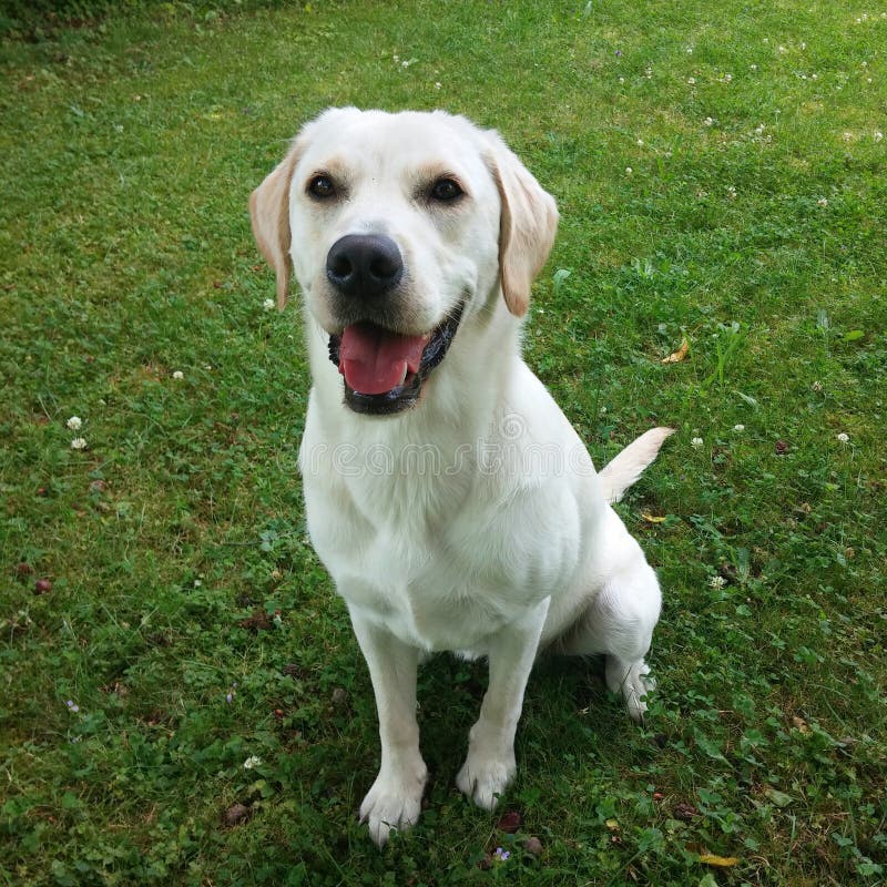 Chien blanc de Labrador photo stock. Image du jeune, attente - 47781848