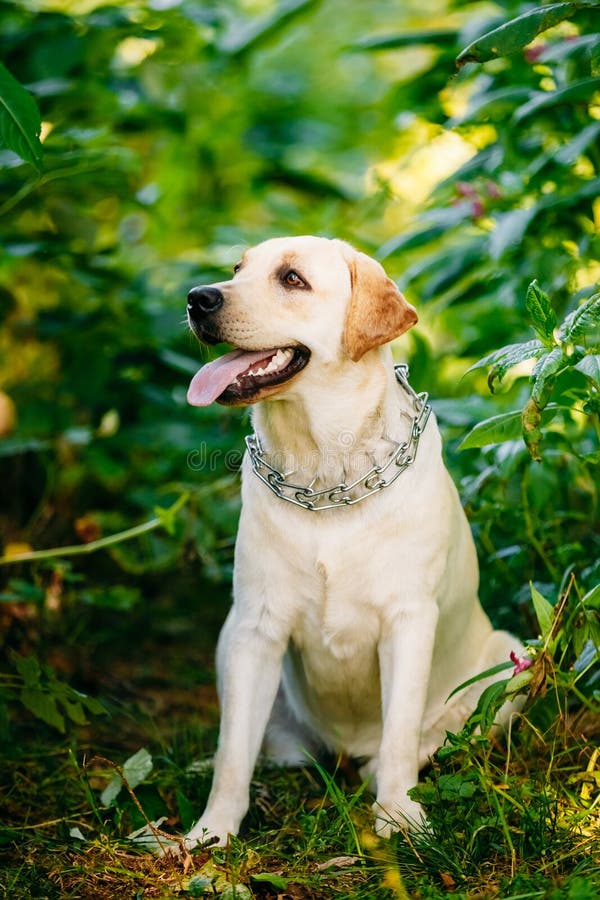 Chiot Blanc Sit on Floor De Labrador Retriever Image stock - Image du ...